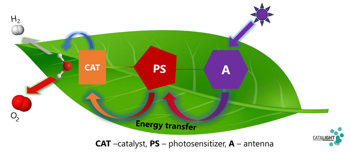 CataLight: Light-Driven Molecular Catalysts in Hierarchically ...